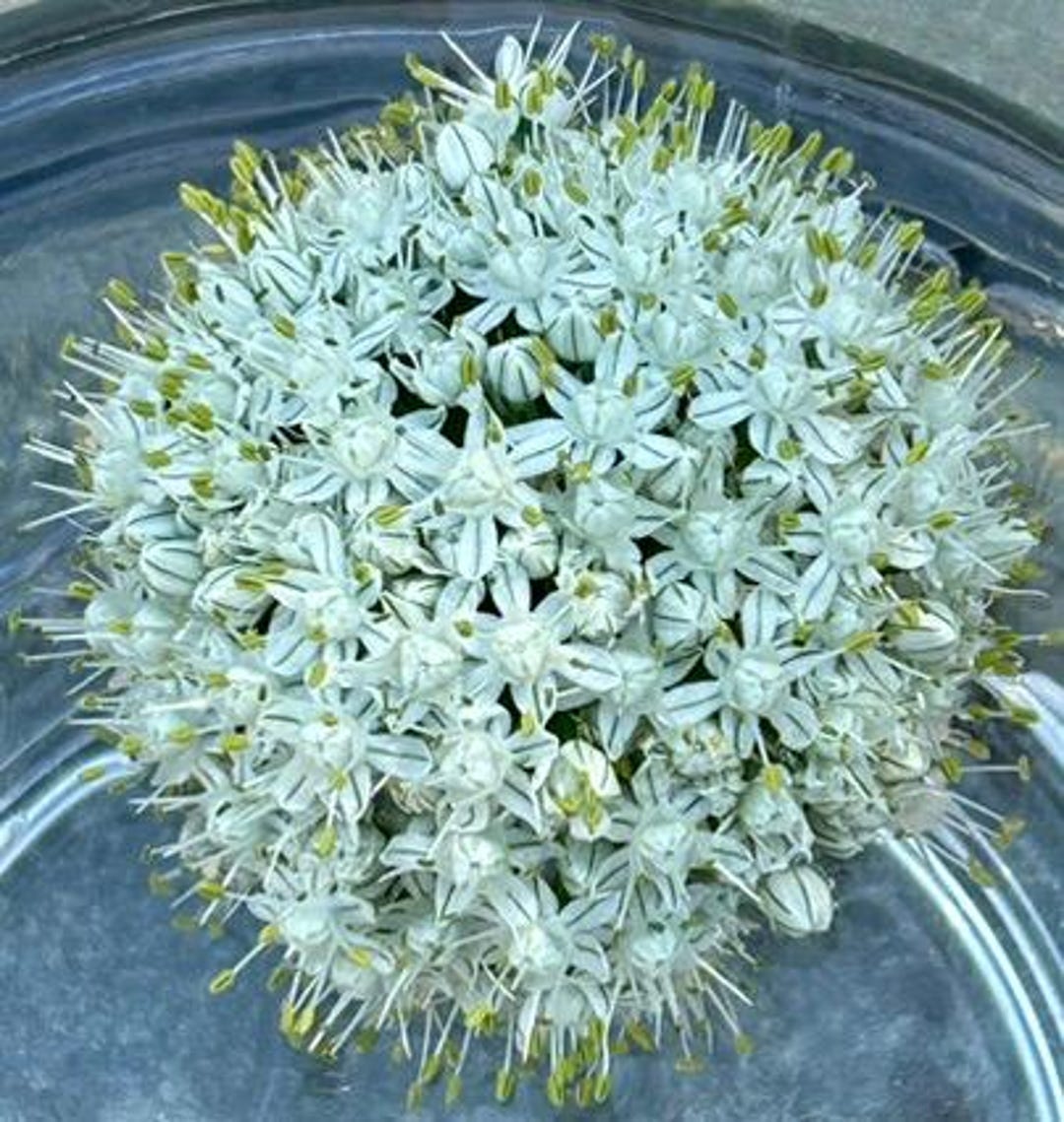 ONION: Sublime Flower Essences Are Made in Our Medicine Wheel Garden ...