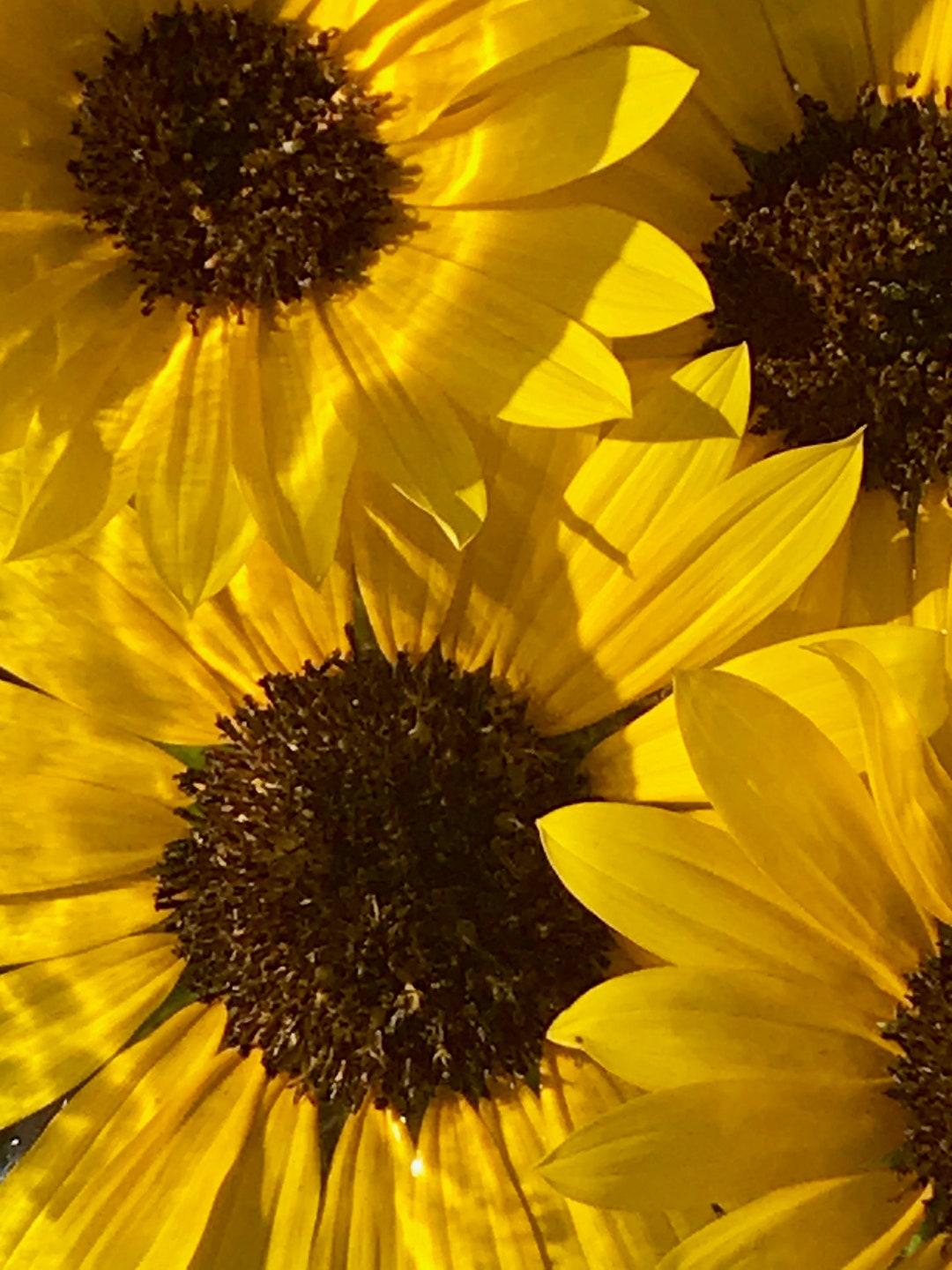 SUNFLOWER: Standing Tall in the Light- 1oz Sublime Flower Essence - Etsy