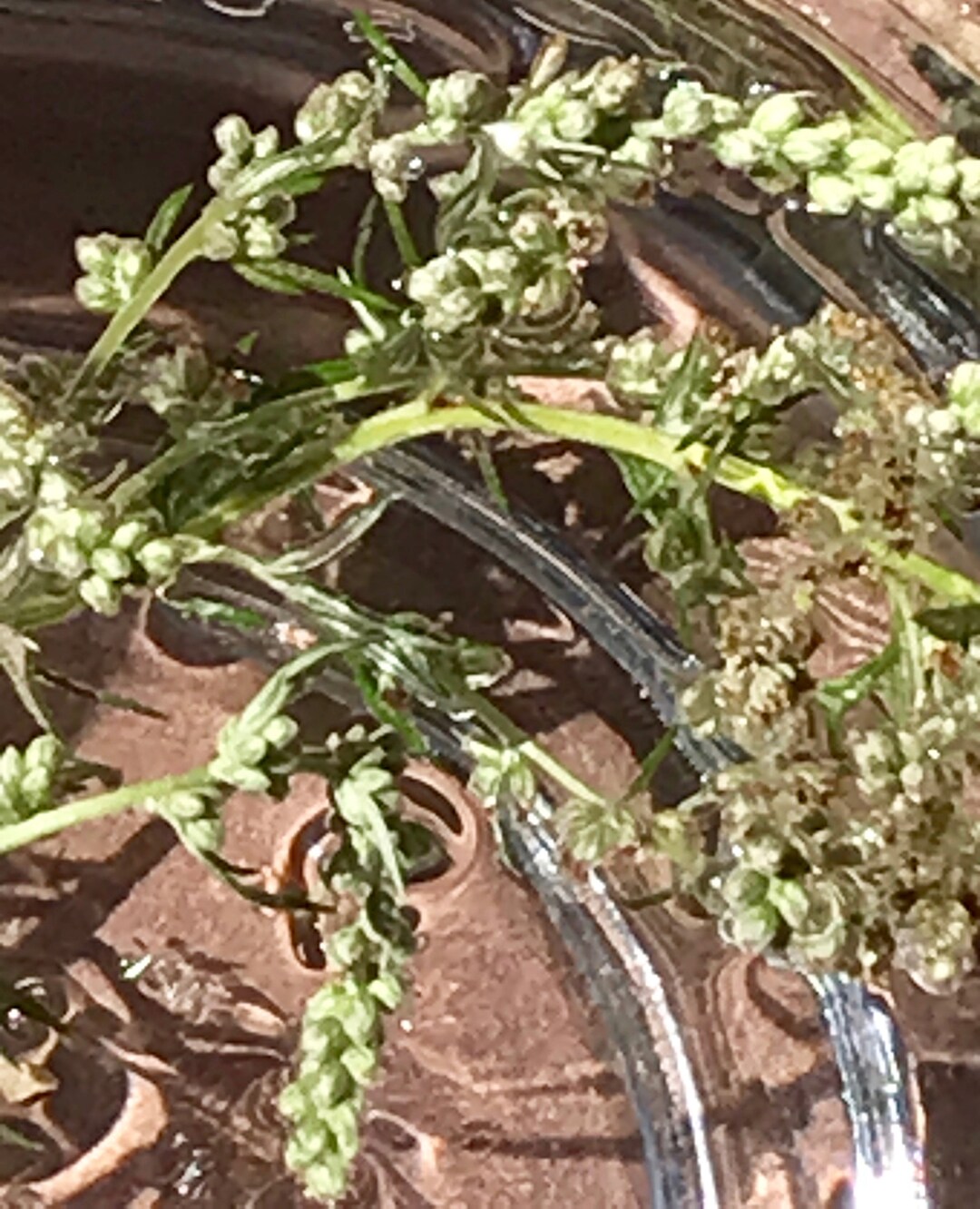 MUGWORT: Sublime Flower Essences Are Made With Love and Prayers in Our ...