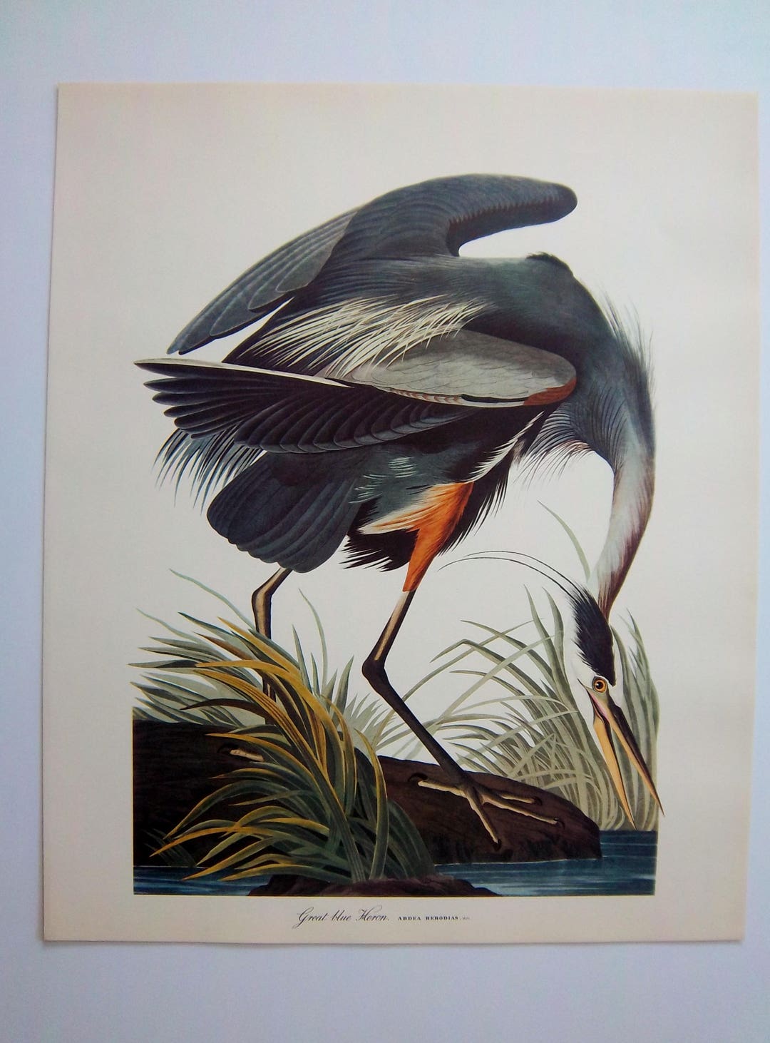 VINTAGE 14 X 17 AUDUBON - "great Blue Heron" 1964 Lithograph of ...