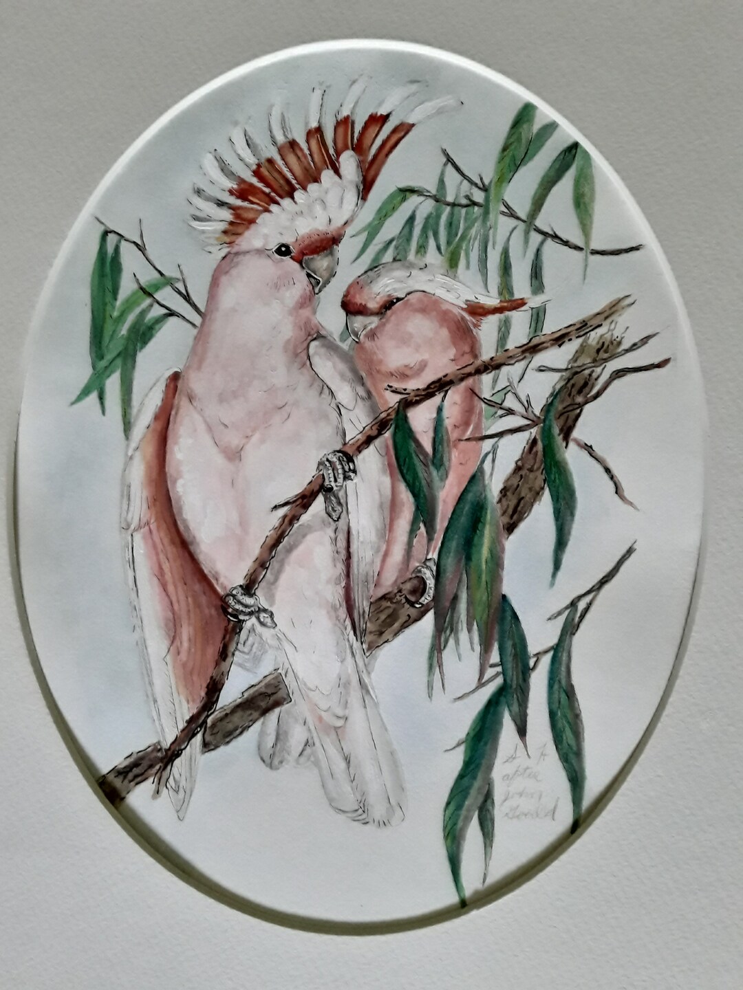 PINK Major Mitchell's COCKATOO Painting Accurate Copy of John Gould ...