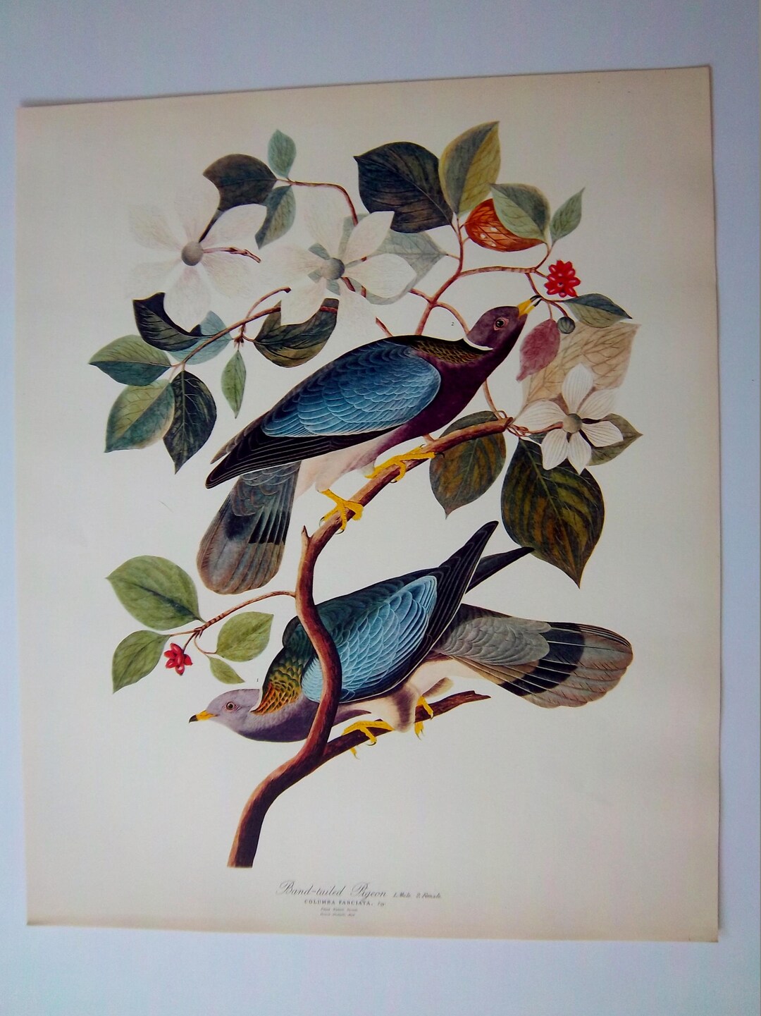 AUDUBON Bird Print of Pigeon 14 X 17 - " Band-tailed Pidgeon" VINTAGE ...