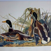 Mallard Pair - Lithographic Print - Etsy