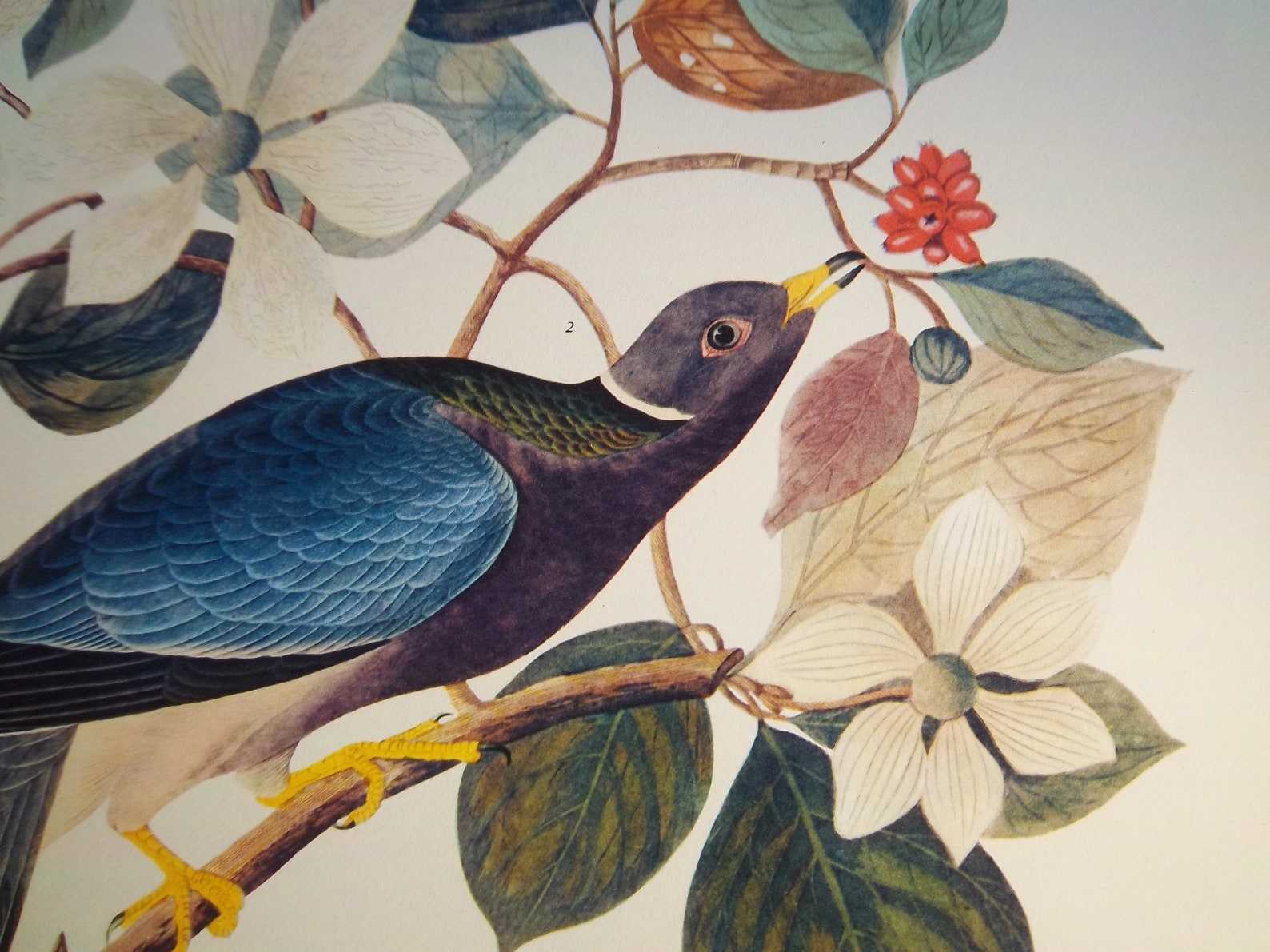 AUDUBON Bird Print of Pigeon 14 X 17 - " Band-tailed Pidgeon" VINTAGE ...