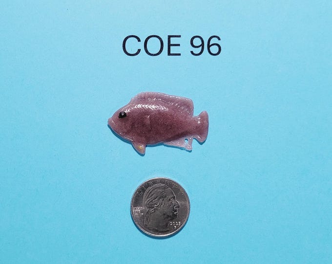 COE 96 Fish/ Freeze and Fuse Oceanside Glass - Etsy