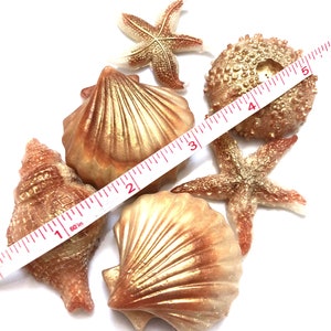 Sea Shell Soap Set - Beach House Mini Soaps - Coastal Decor, Custom ...