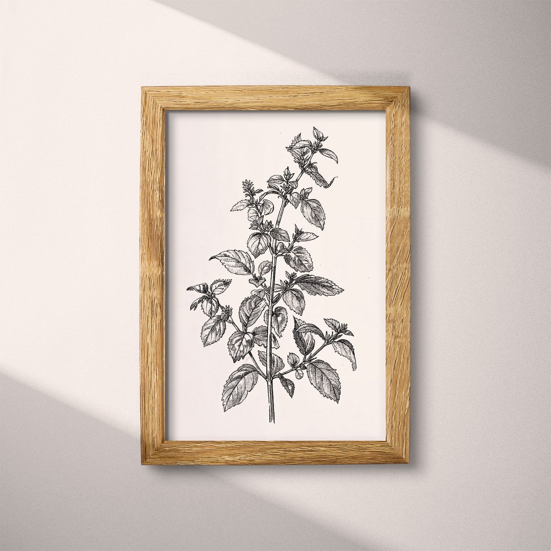 Mint Sprigs PRINTABLE Download Botanical Decor Botanical Print White ...