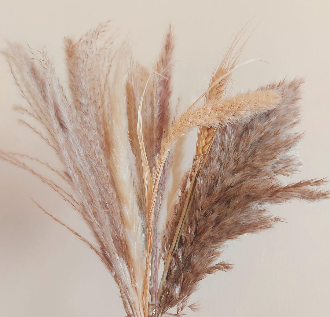 Pampas Grass, Dried Flower Arrangements, Dried Stems, Dried Wheat, Home ...