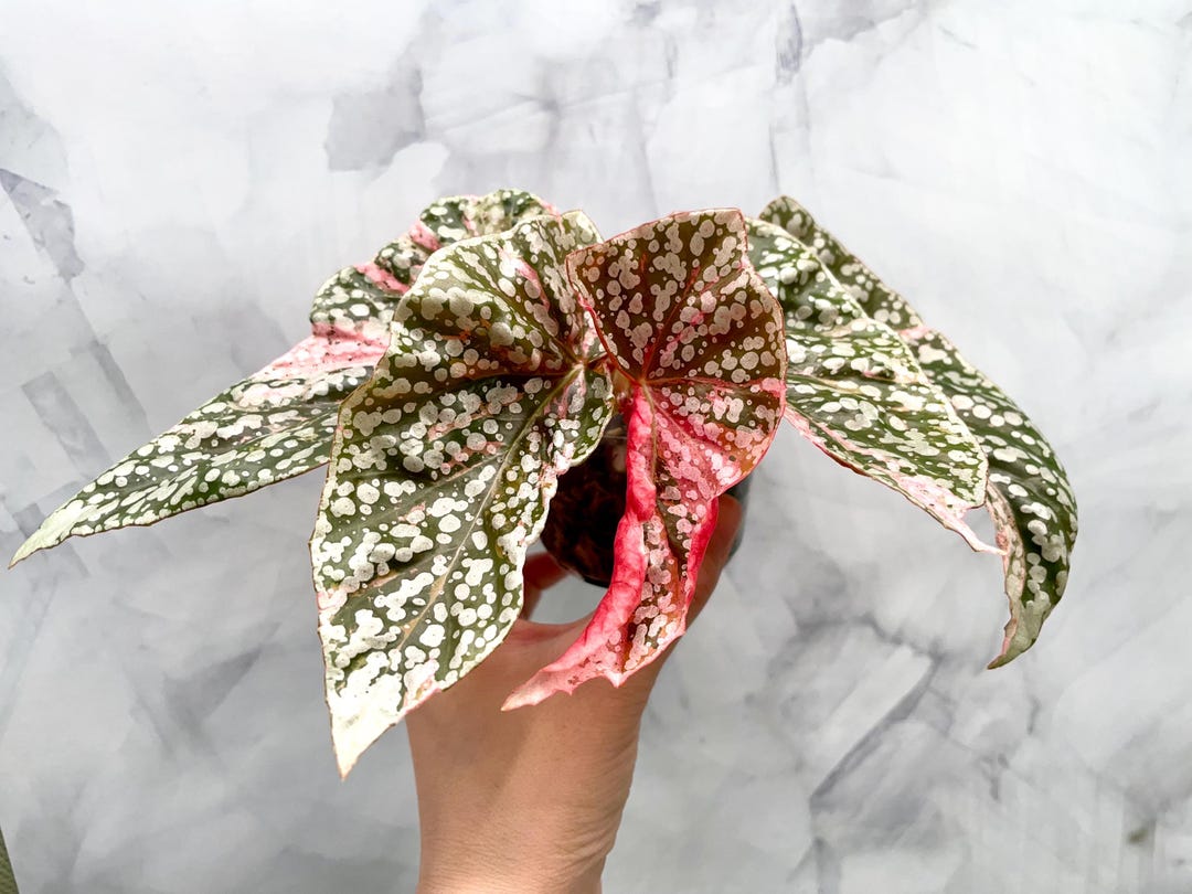 Begonia Snow Capped Variegated #3, Large Mature Plant | Rare Rooted ...