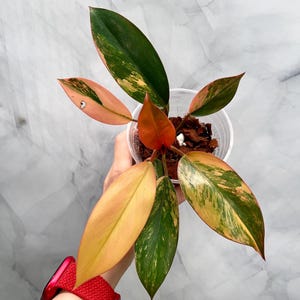 Philodendron Red Congo Variegated #RC5 | Exact Plant | Stunning ...