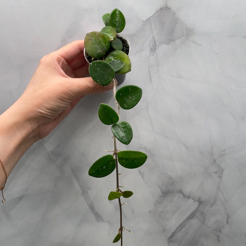 Hoya Mathilde - Etsy