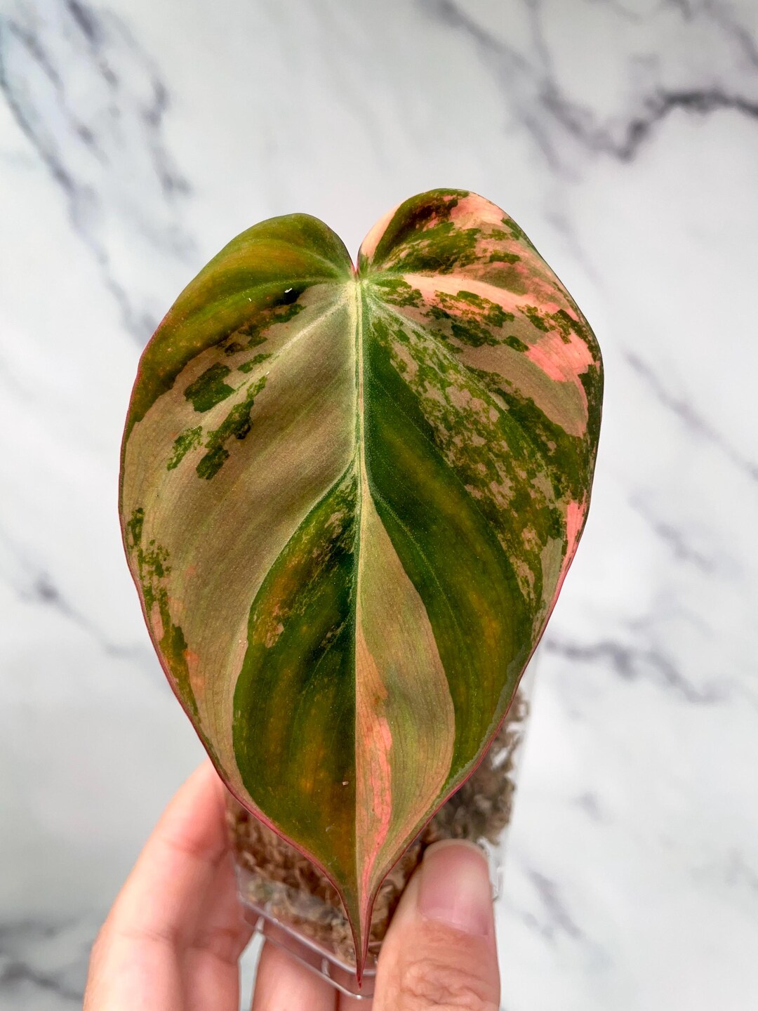 Philodendron Variegated Pink/aurea Micans Large Cutting(4" Leaf) With ...