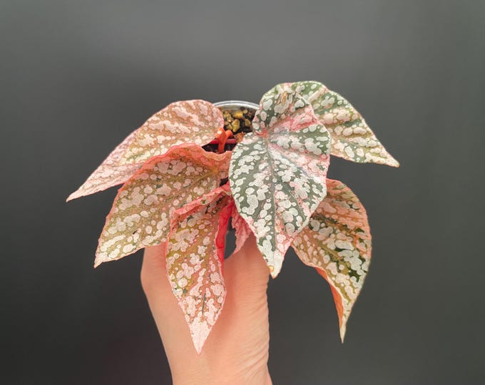 Begonia Snow Capped Variegated SC3, Well Established Plant | Rare ...