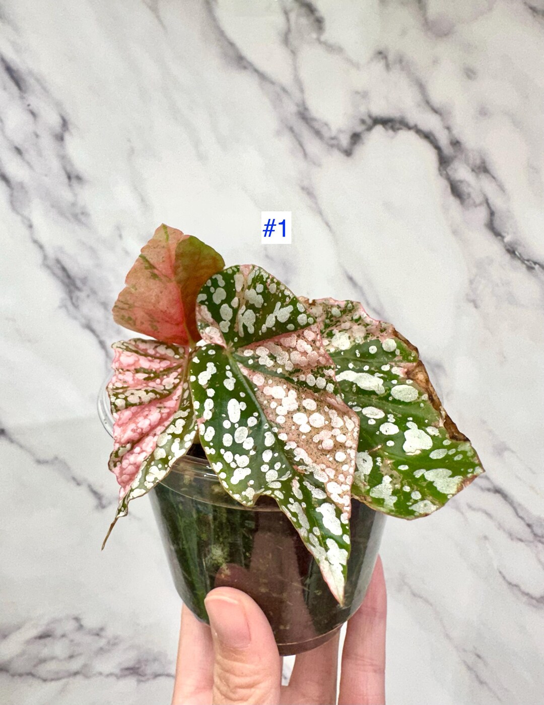 Begonia Snow Capped Variegated Well Rooted Plant Bottom Cut US Seller ...