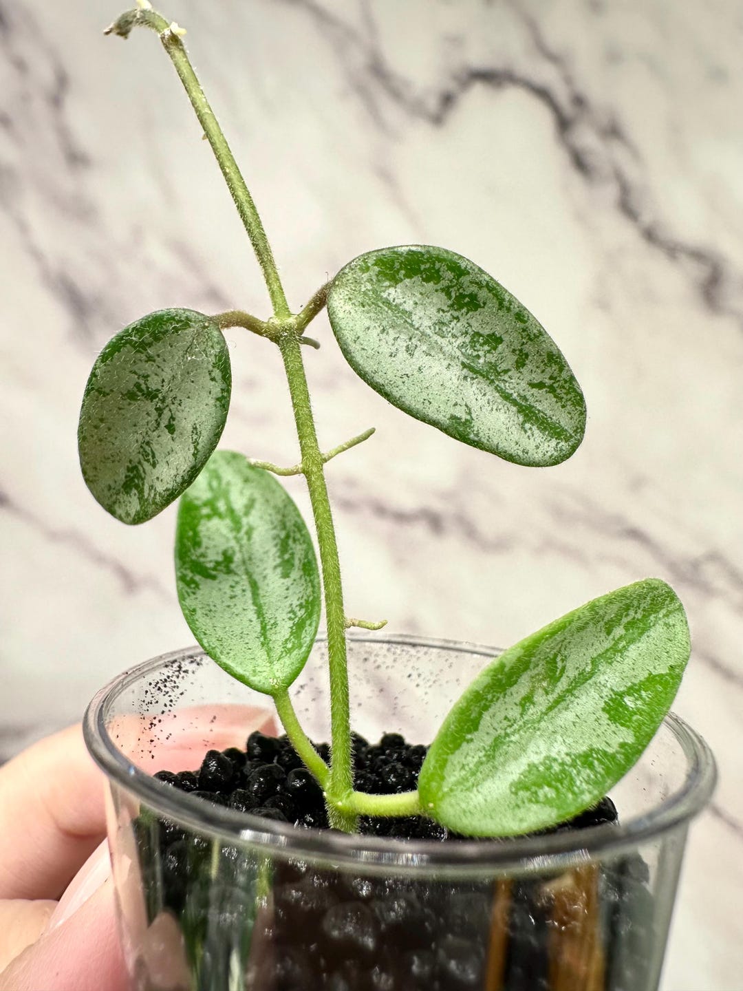 DEAL Hoya Lima Silver Rooted Plant in 1 Cup US Seller - Etsy