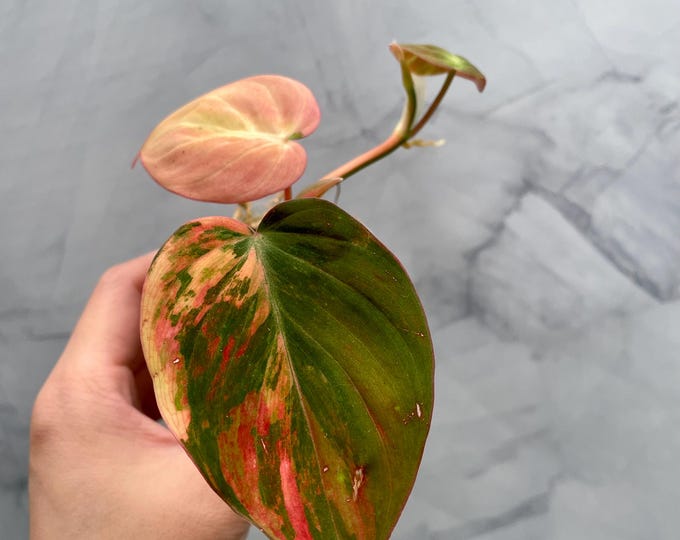 Philodendron Variegated Pink Aurea Micans | Well-rooted With New Growth ...