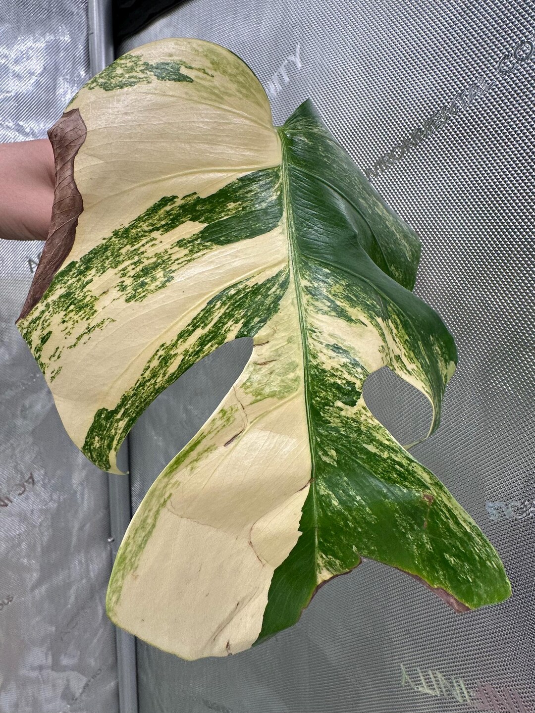 Monstera Aurea Mid Cutting High Var US Seller - Etsy