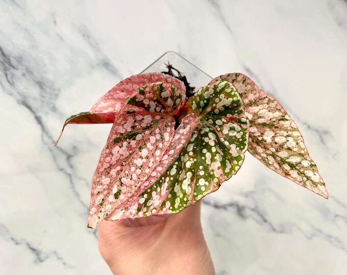 Begonia Snow Capped Variegated Well Rooted Exact Plant | US Seller - Etsy