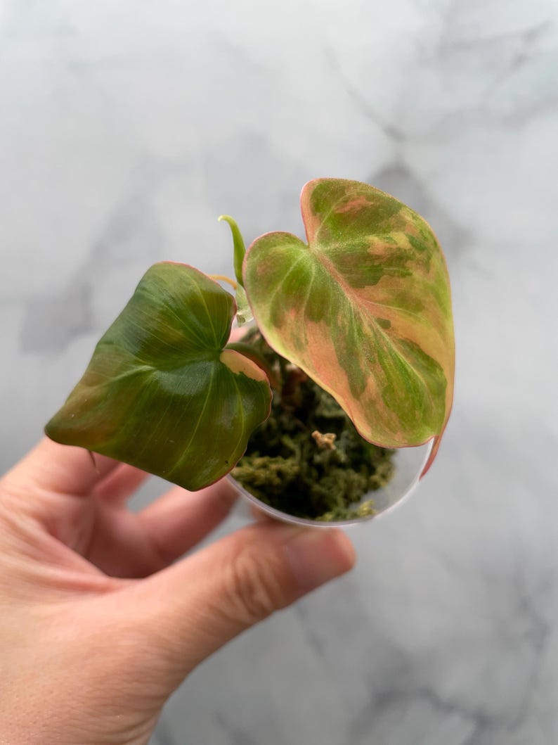 Philodendron Variegated Aurea/pink Micans | Well-rooted Cutting With ...