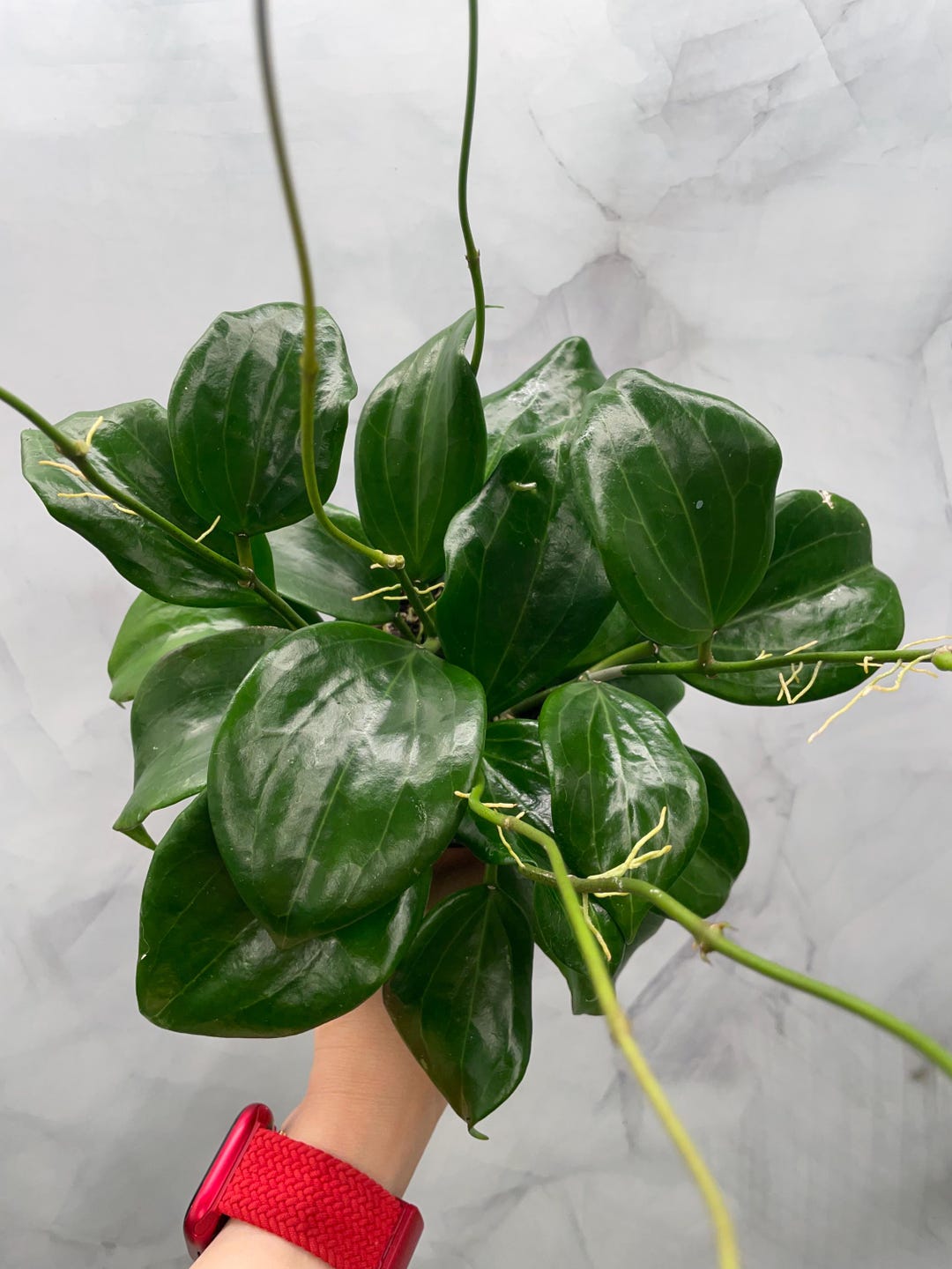 Hoya Quinquenervia – Rare, Bushy, Healthyplant in 4” Pot, #2 | Easy Care | US Seller - Etsy