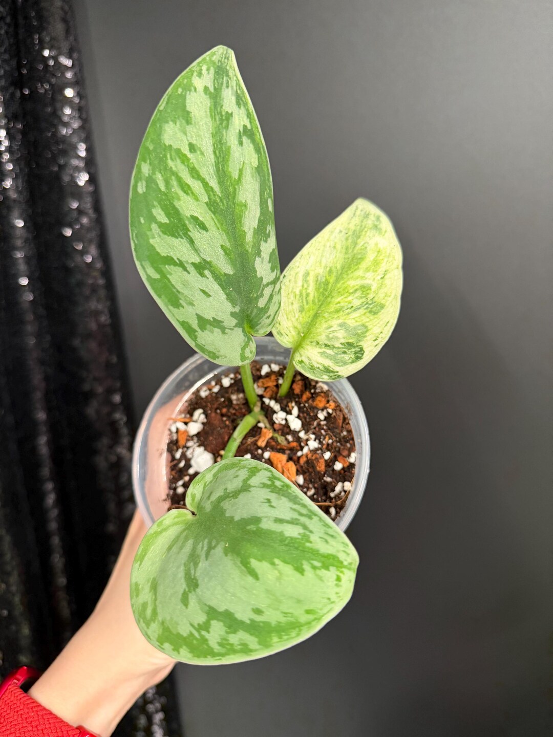 Scindapsus Exotica Hologram Variegated, US Seller - Etsy