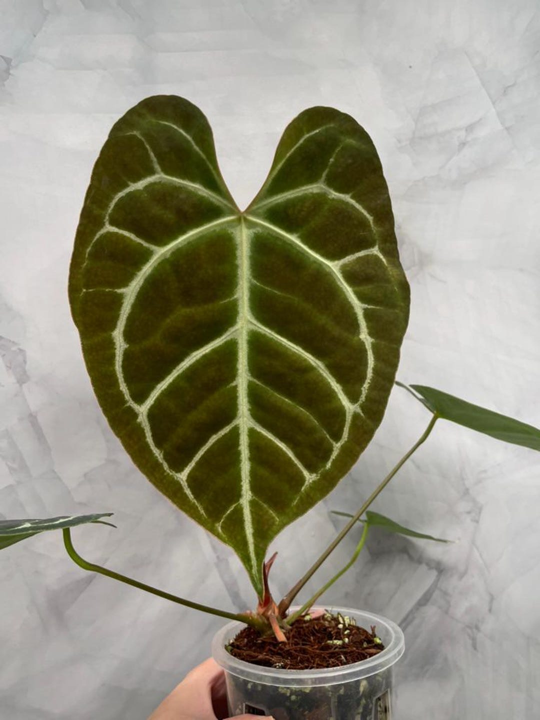 Anthurium Magnificum Verde X Dark Phoenix, Large Exact Plant | US ...
