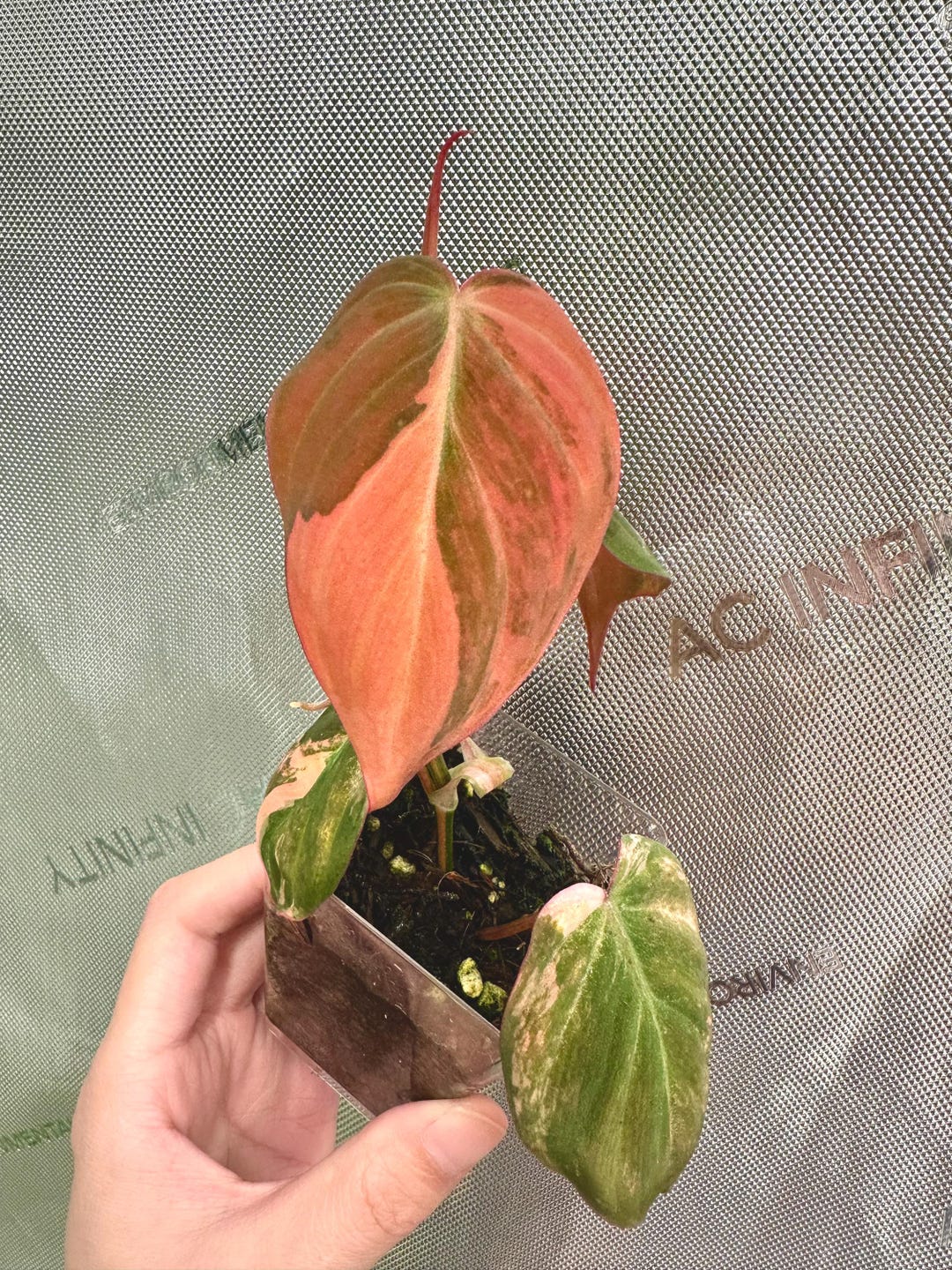 Philodendron Variegated Micans | Aurea/pink Micans | Exact | US Seller ...