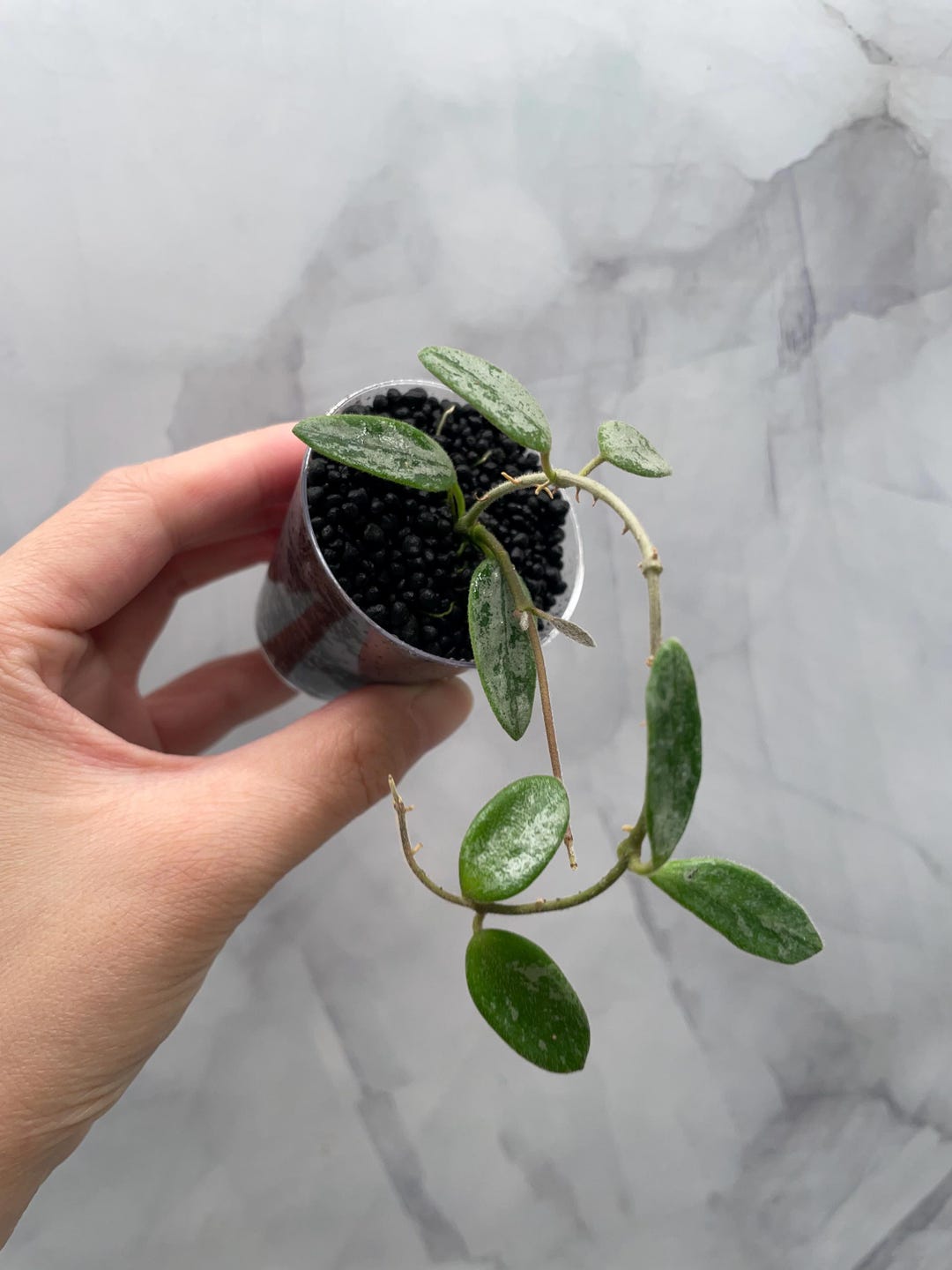Hoya Lima Silver Rooted Plant in 1" Cup | US Seller - Etsy