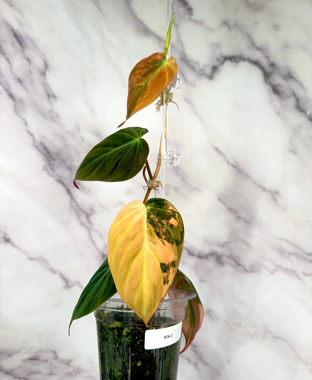 Philodendron Variegated Micans Mature Plant Aurea/pink Micans Exact US ...