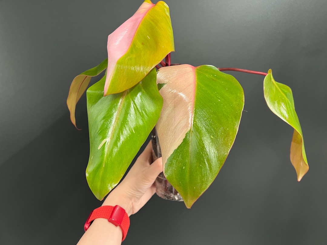 Philodendron Persimmon Princess, High Var, Exact Plant #3 | Rare Aroid ...