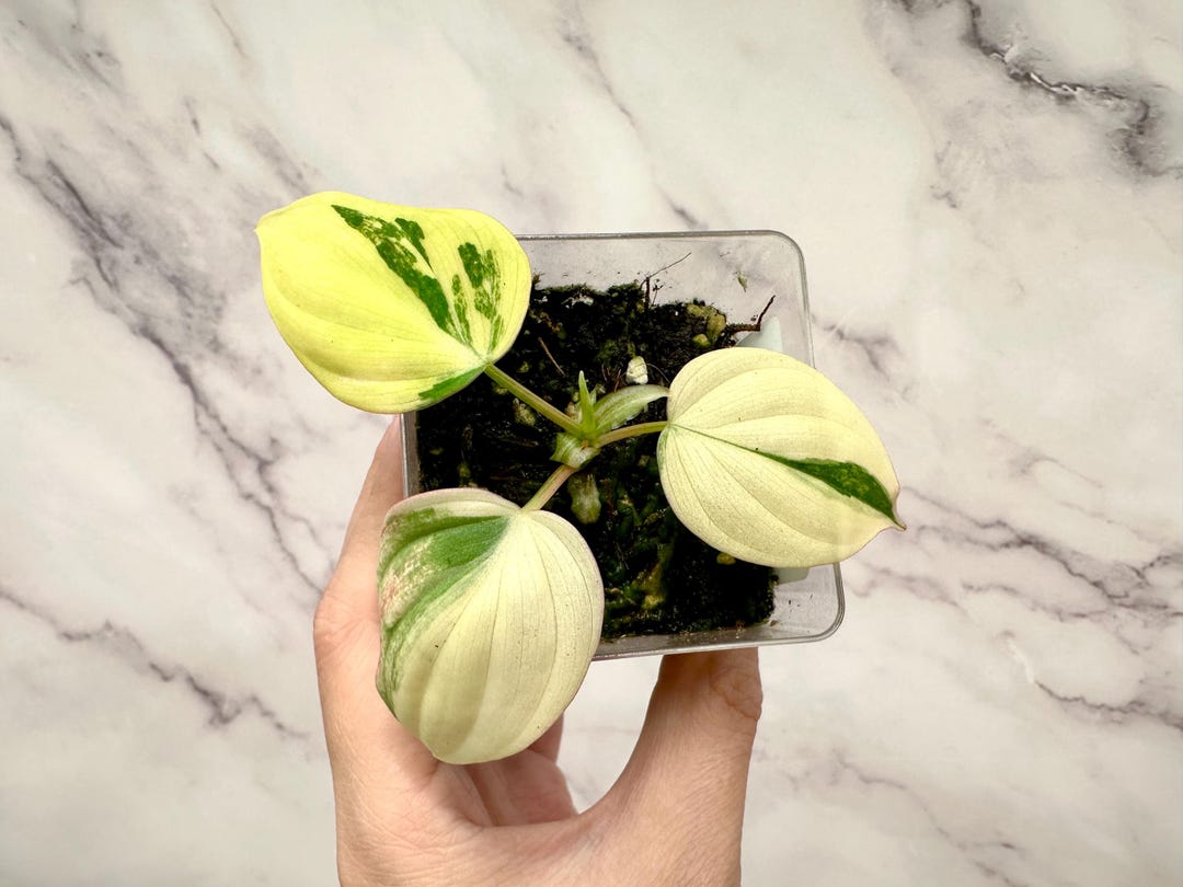 Philodendron Variegated Micans Rooted Plant Aurea Micans Exact US ...