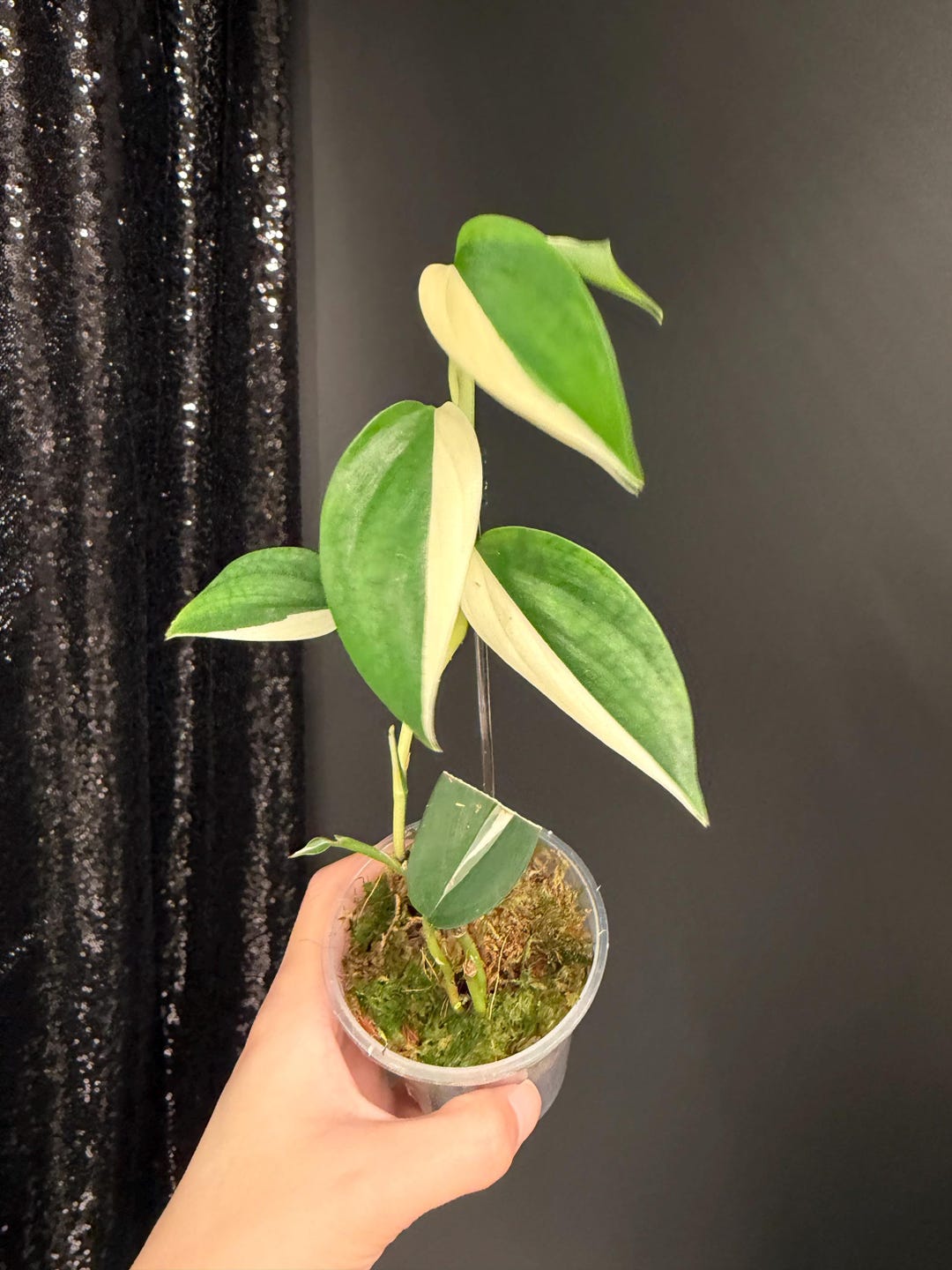 Scindapsus Blue Albo Variegated, Half-moon, Exact Plant | US Seller - Etsy