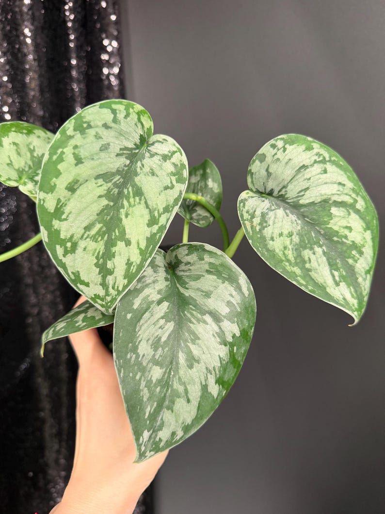 Scindapsus Army, Exact Plant | US Seller - Etsy