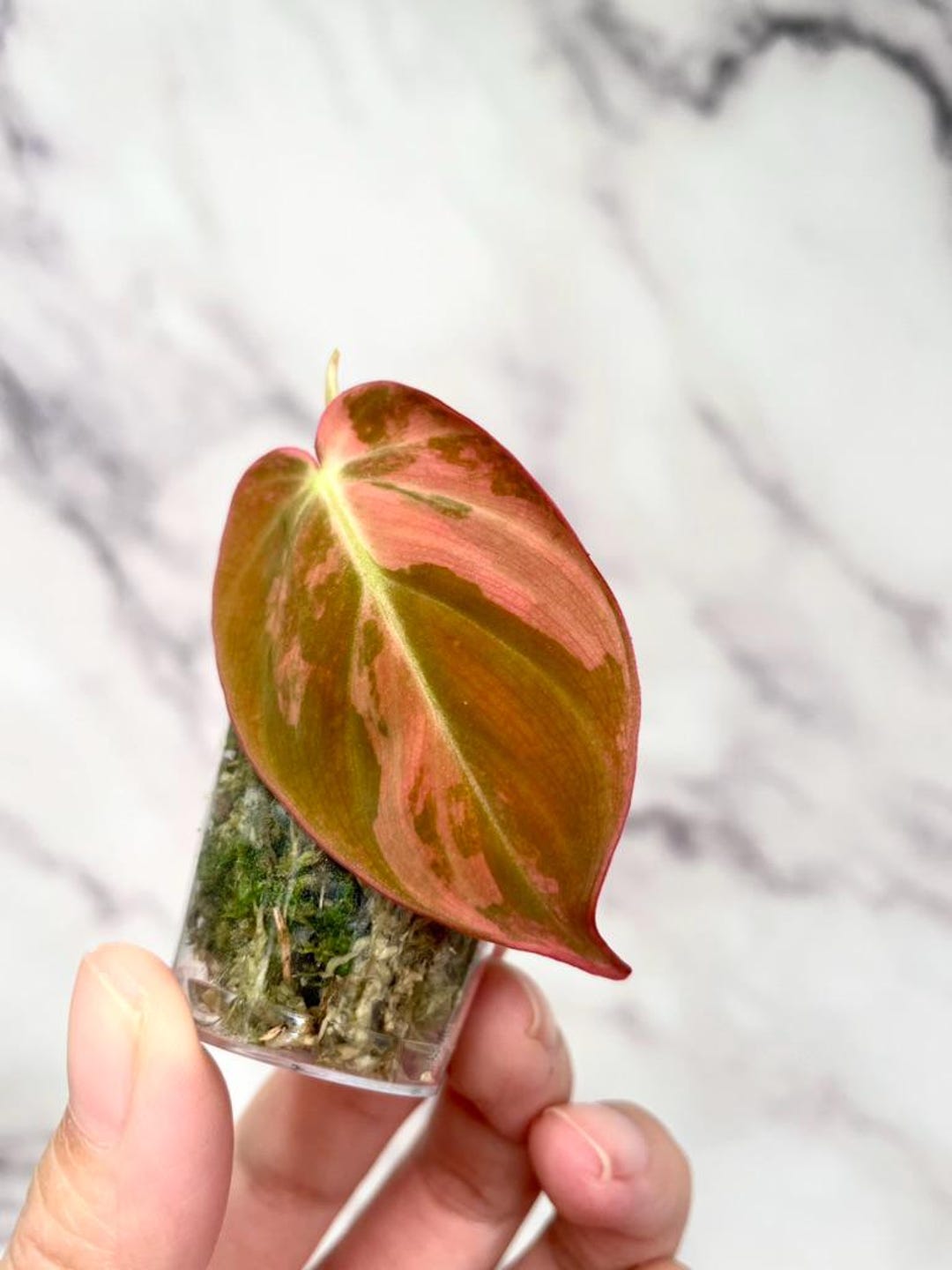 Philodendron Variegated Micans Top Cutting 11.5 Leaf in 1oz Cup Aurea ...