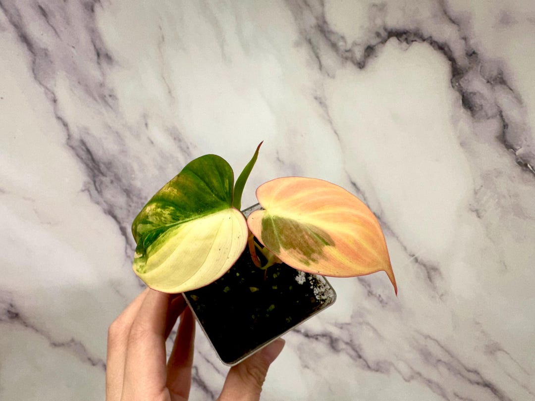 DEAL! Philodendron Variegated Aurea/pink Micans in 5oz Cup Exact Plant ...