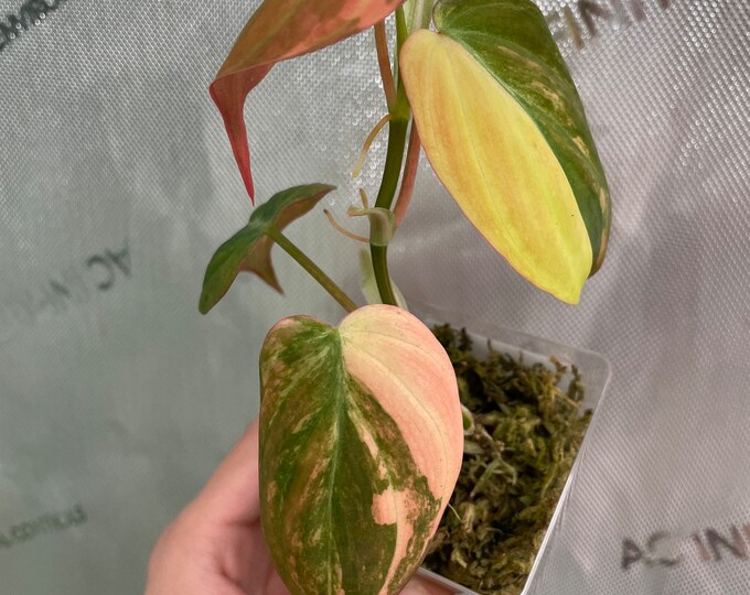 Philodendron Variegated Micans | Aurea/pink Micans | Exact | US Seller ...