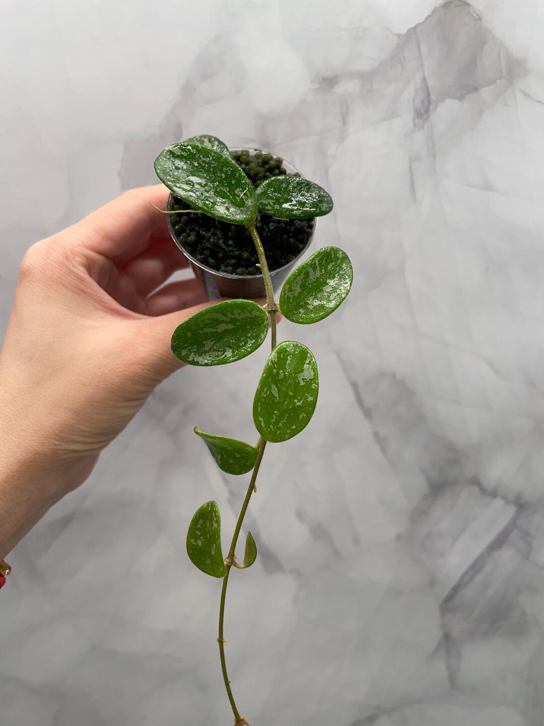 Hoya Lima Splash Rooted Plant, Healthy Large Leaves in 2oz Cup | Rare ...