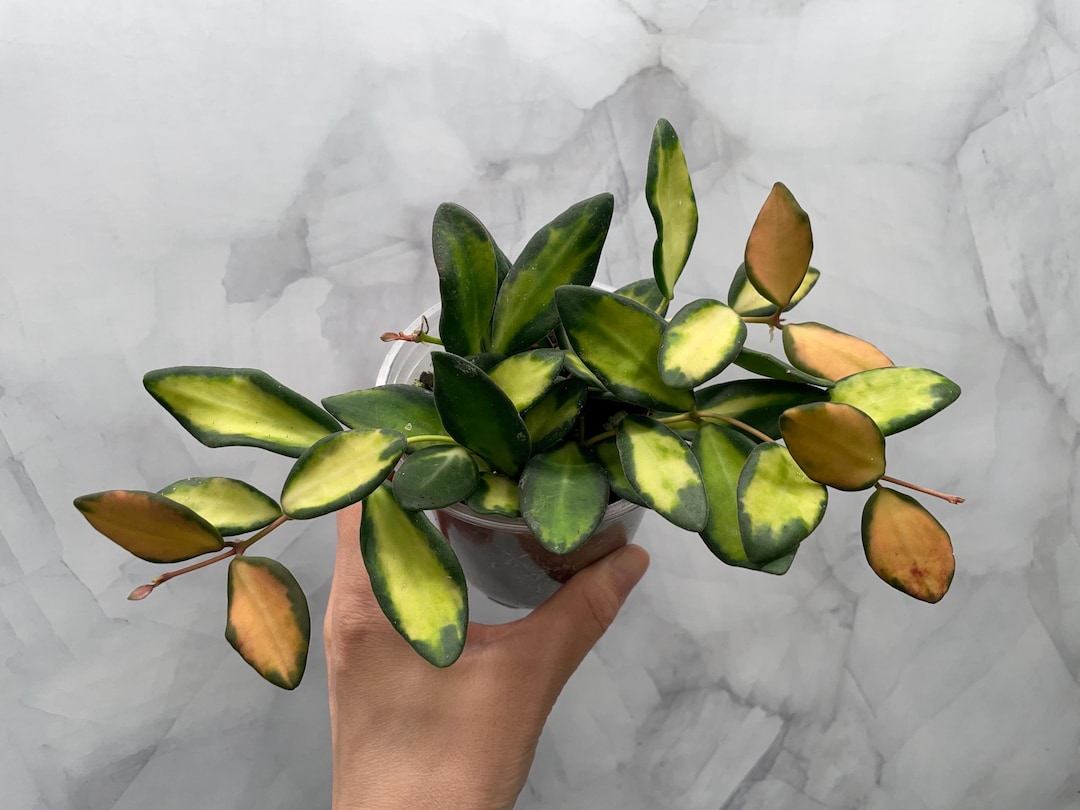 Hoya DS-70 Variegated #1 – Sun-stressed Plant in 3.5" Pot | High ...