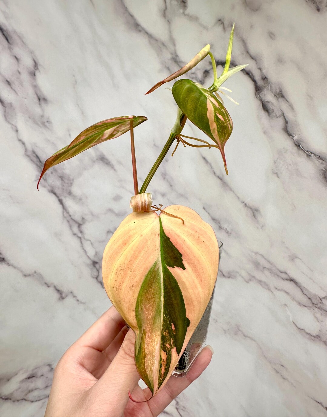 DEAL Philodendron Variegated Aurea/pink Micans in 5oz Cup Exact Plant ...