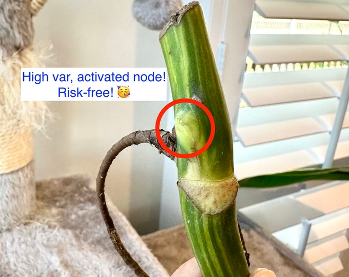 Exact Monstera Aurea Activated Node (1 Node Cutting) High Var | Rooted ...