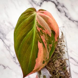 Philodendron Pink Variegated Micans Large Mid Cutting Exact Rooted ...