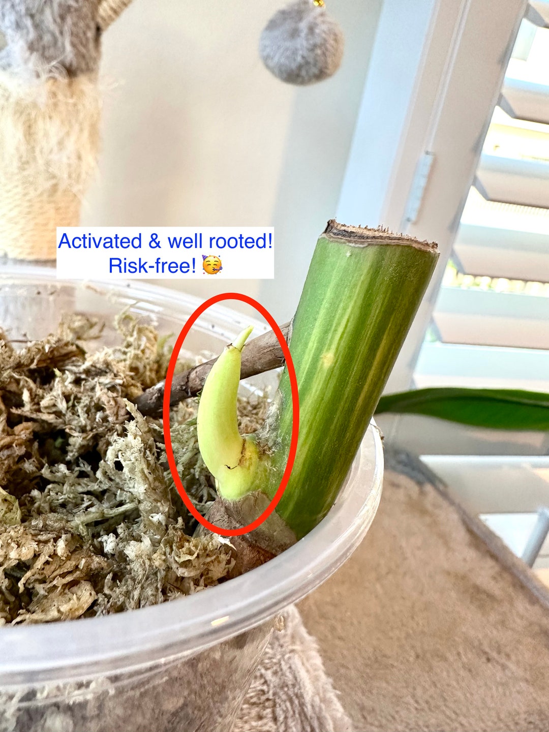 Monstera Aurea Activated Node 1 Node Cutting High Var Well Rooted ...