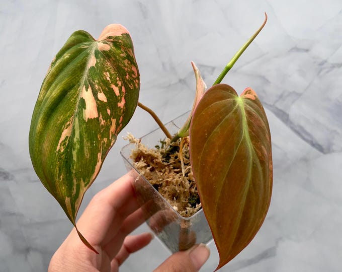 Philodendron Variegated Aurea/pink Micans | Well-rooted Cutting With ...