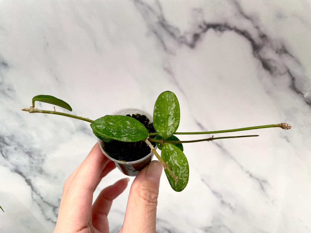 Hoya Lima Splash Rooted With New Grow Point in 2oz Cup Rare Hoya US Seller - Etsy