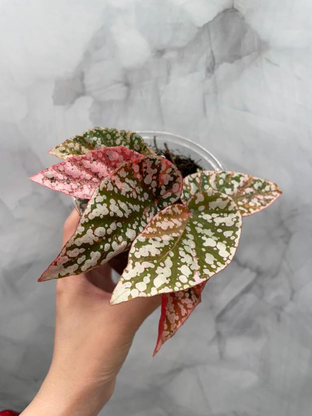 Begonia Snow Capped Variegated Well Rooted Exact Plant | US Seller - Etsy