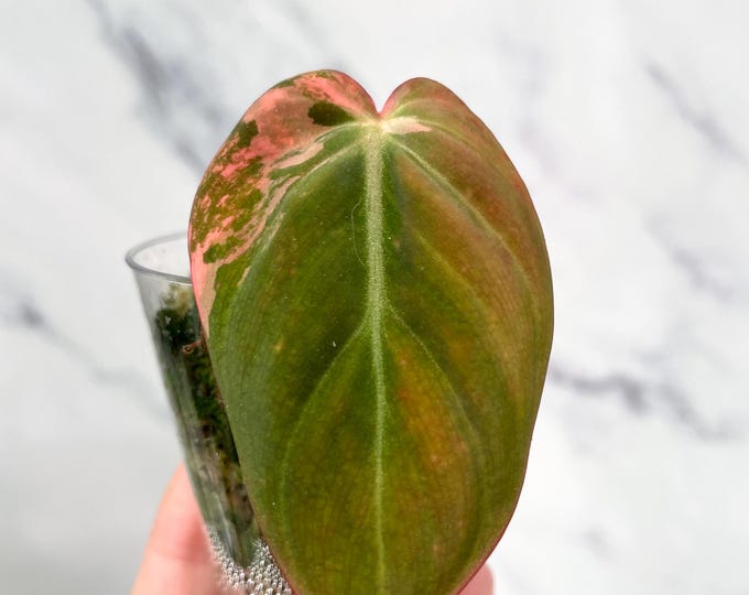 Philodendron Variegated Pink/aurea Micans With Aerial Roots, Rare ...