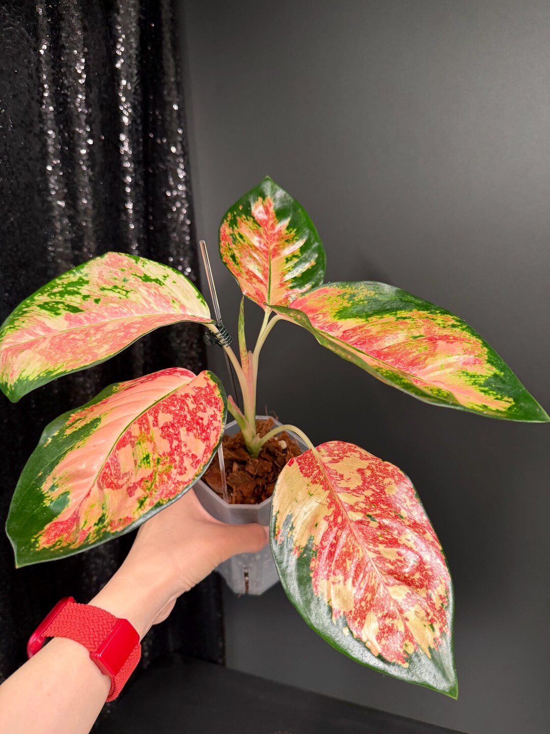 Aglaonema Cochin Tricolor, Exact Plant | US Seller - Etsy