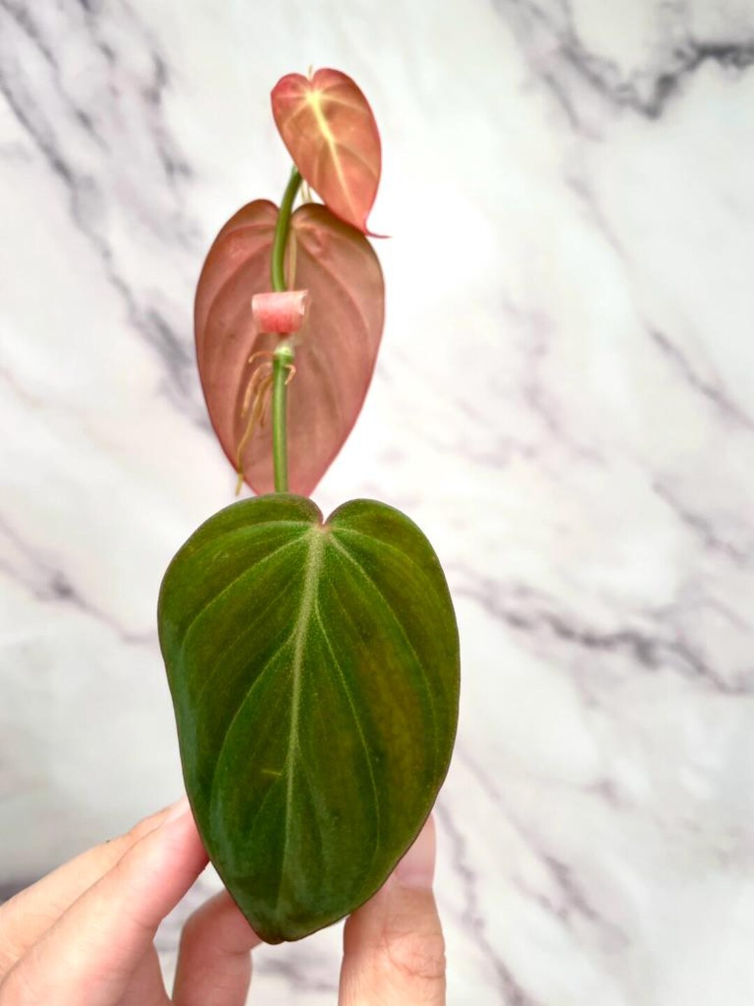 Philodendron Variegated Micans Rooted Plant Aurea/pink Micans US Seller ...