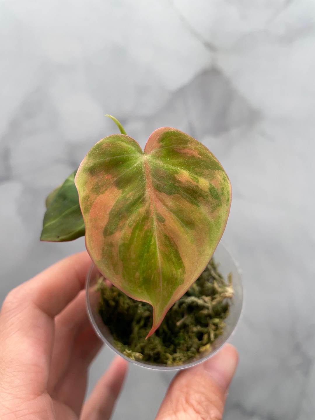 Philodendron Variegated Aurea/pink Micans | Well-rooted Cutting With ...