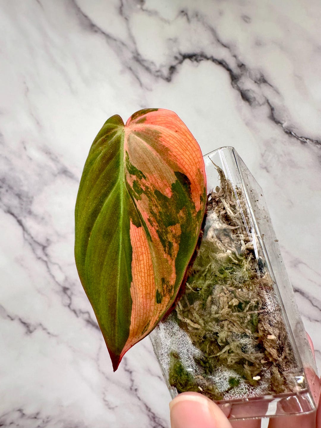 Philodendron Pink Variegated Micans Large Mid Cutting Exact Rooted ...